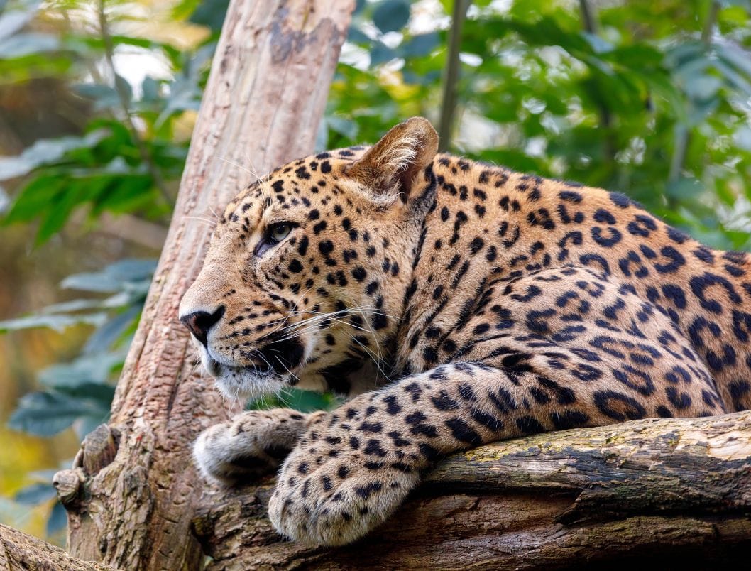 Yala National Park - Rosen Tours